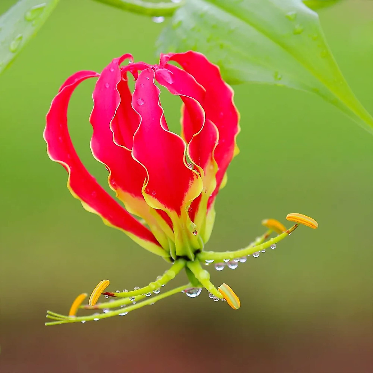 QAUZUY GARDEN 5 Creeping Climbing Flame Lily (Glory Gloriosa Lily/Fire Lily/Gloriosa Superba) Tiger Claw Agnishikha Seed Heirloom Eye-Catching Perennial Flower Attract Pollinators