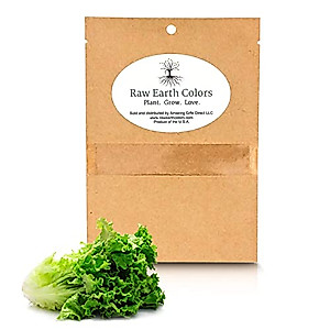 Romaine Lettuce Seeds for Hydroponics or Planting an Indoor or Outdoors Vegetable Garden Heirloom Seed Packet!