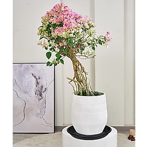 SAUCERHOME Plant Saucer Pot Tray 20 inch, 1 Packs 21 inch (17 inch Base) Plastic Flower Planter Saucers Drip Trays for Indoors Outdoors, Thick Heavy Sturdy Durable Plant Plate Water Catcher (Black)