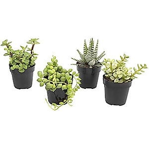 Altman Plants, Assorted Succulents Plants Live Houseplants (4PK), Succulent Plants Home Office Plants Live Indoor Plants, Live Plants Indoor House Plants, Easy Care Plants, Desk Plants, Kitchen Plants