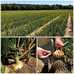 Waveliker Yellow Onion Seeds 300Pcs Spring Sweet Candy Onions Heirloom Vegetable Non-GMO Organic Garden Seed USA Seed Plants of Onion