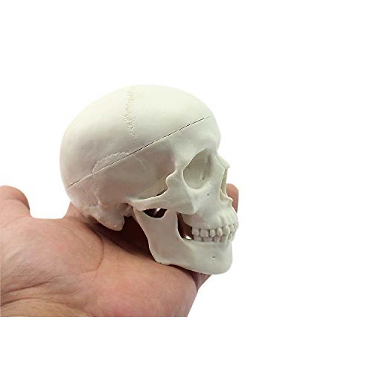 Doc.Royal Education Mini Skull Human Medical Anatomical Head Bone Skull Bone Model