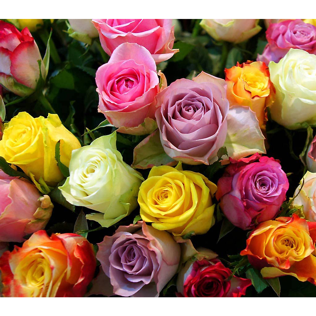 200+ Mix Rose Seeds for Planting Outdoors Flower Bush Perennial Shrub, Non-GMO Heirloom 90% Germination Rate Open Pollinated