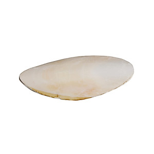 Prevue Pet Products 1143 5-Inch Bird Cuttlebone, Medium