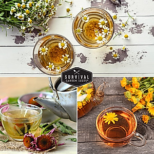 Survival Garden Seeds Medicinal Tea Collection - 9 Non-GMO Heirloom Herbs to Grow in The Vegetable Garden - Chamomile, Lavender, Echinacea, Catnip, Lemon Balm, Marigold, Sage, Peppermint, Red Yarrow