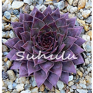 200 Pcs Sale!Hens And Chicks Succulent Mix Seeds (Sempervivum Hybridum) Bonsai Plant Flower Seeds For Home Garden 19