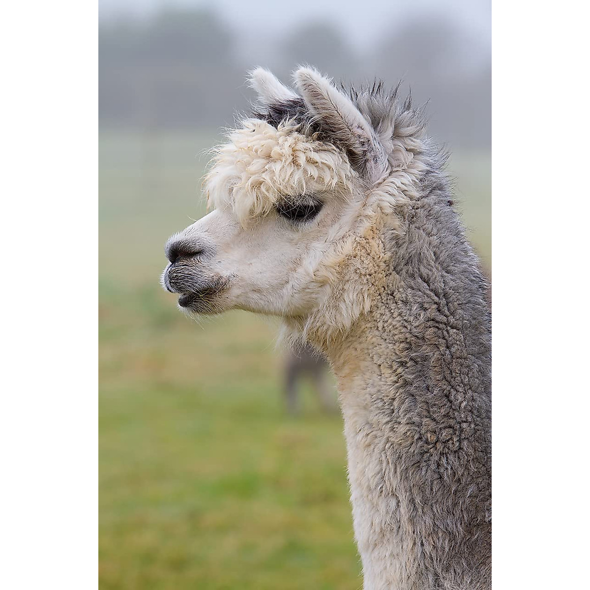 WARRIOR ALPACA SOCKS - Second to None Thick Alpaca Terry Lined Boot Socks - Unisex (1 Pair X-Large, Medium Gray)