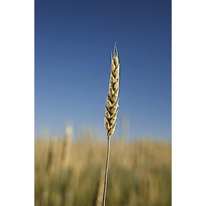Posterazzi Close-Up Of Green Wheat Stalk Alberta Canada Poster Print, (24 x 36)