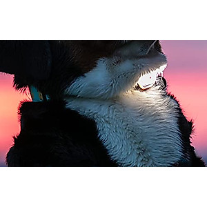 Max & Molly USB Rechargeable Ultra Bright LED Light, 100% Waterproof, Stretch Silicone Brand Securely Attaches as Essential Safety Dog Collar Light for Nightime Walking, Running, Kayaking & Biking