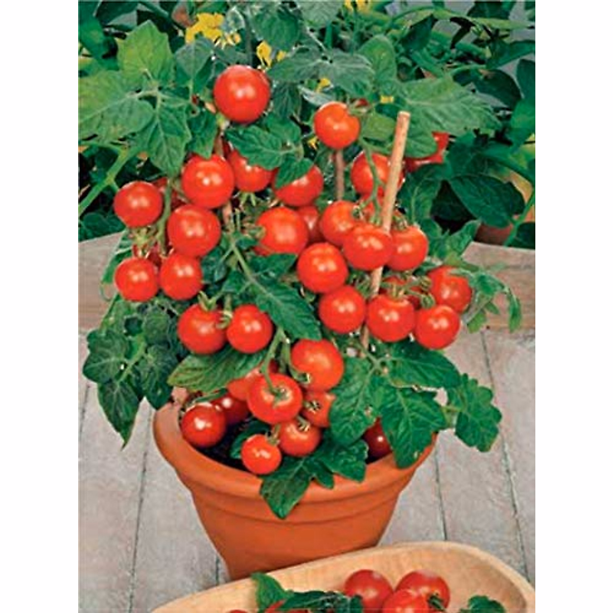 NIKA SEEDS - Vegetable Indoor Dwarf Tomato Santa Claus - 25 Seeds