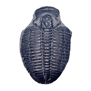 Elrathia Kingi Trilobite Fossil Specimen - Natural - Found in USA!