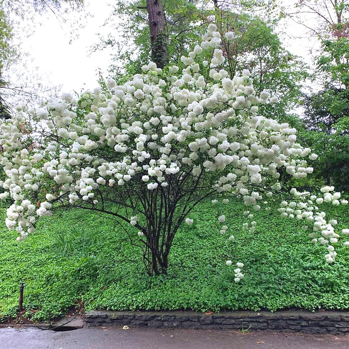 Old Fashion Snowball Viburnum Plant Live, Japanese Viburnum Shrub from 6 to 12 Inc Tall 4 Inc Pot