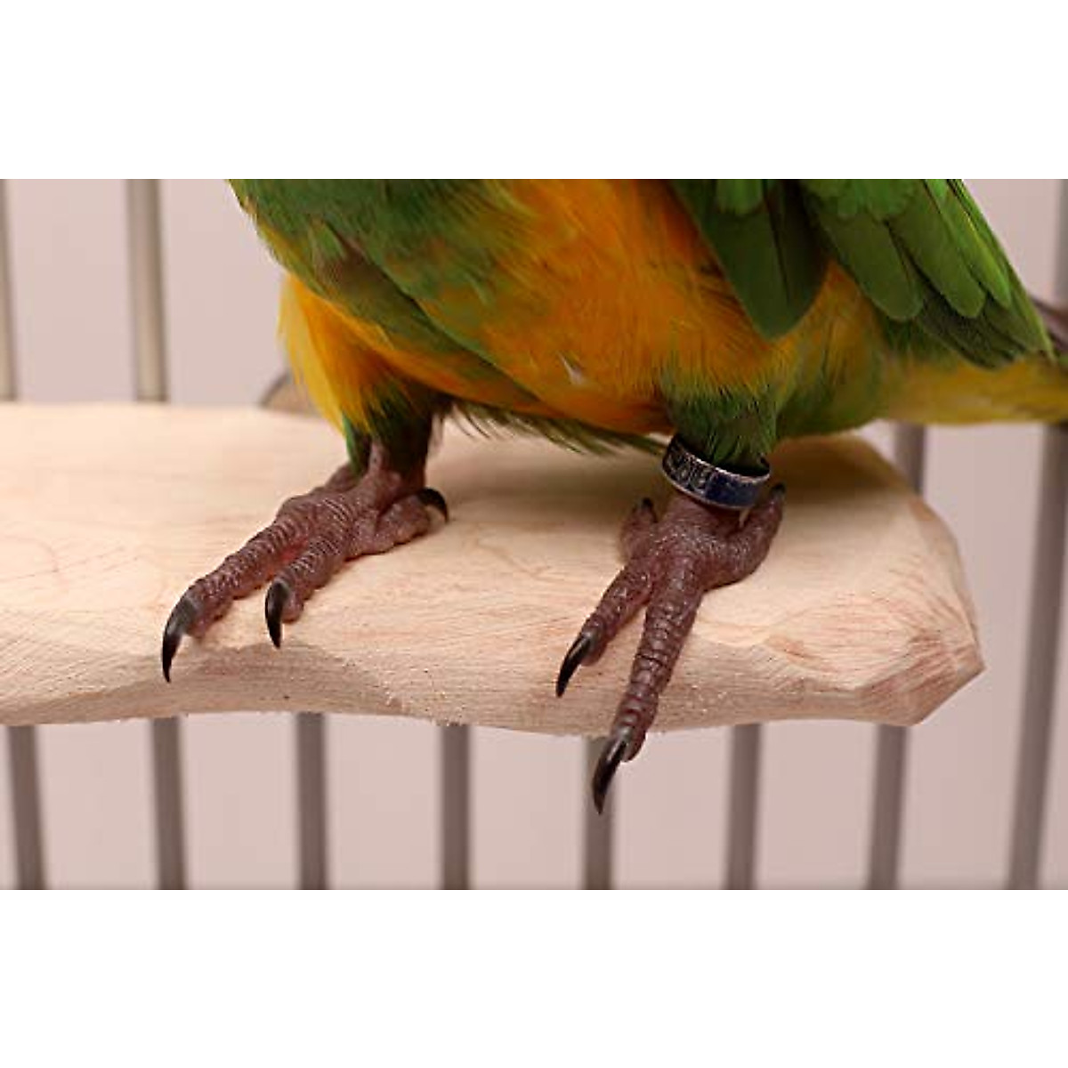 Hardwood Platform NU Perch for Small to Medium Parrots
