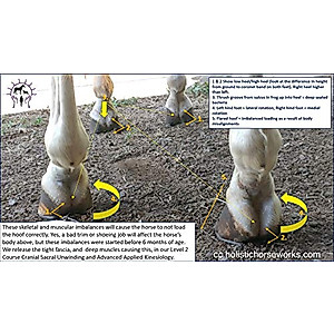 Holistic Horseworks “Level 1: Equine Musculoskeletal Unwinding” DVD Course - Certified Horse Massage Therapy Technique - Earn a Certificate of Completion - For Novice and Pro Horse Lovers