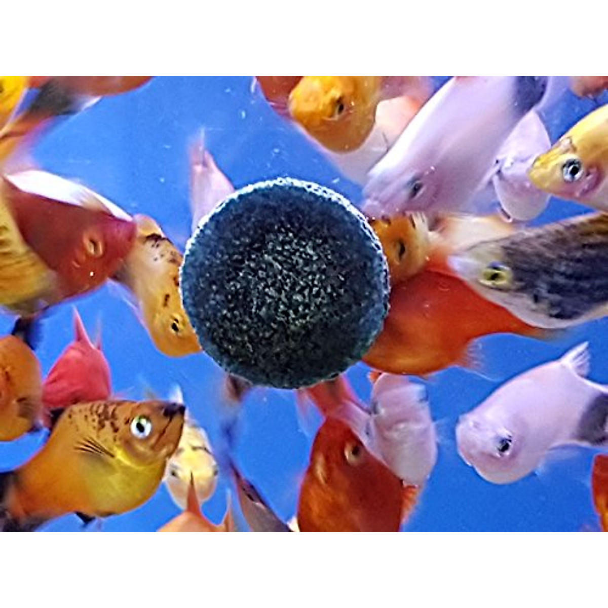 Sera Spirulina Tabs Nature 2.1 oz 100 ml