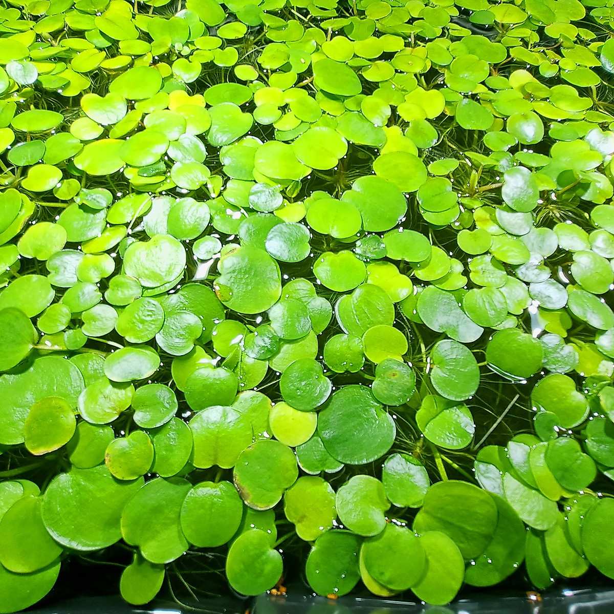 20+ Leaves Amazon Frogbit (Limnobium laevigatum) Live Aquarium Plant - Floating Aquatic Plant for Natural Fish Tank Decor and Oxygenation - Easy Care Aquatic Plants for Your Tank - Fish Breeding