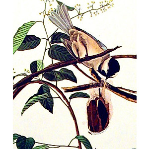 Black-capped Titmouse. From"The Birds of America" (Amsterdam Edition)