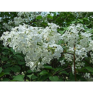 50+ Mixed Lilac Tree Seeds Fragrant Flowers Flower Perennial Bush Bonsai Plants