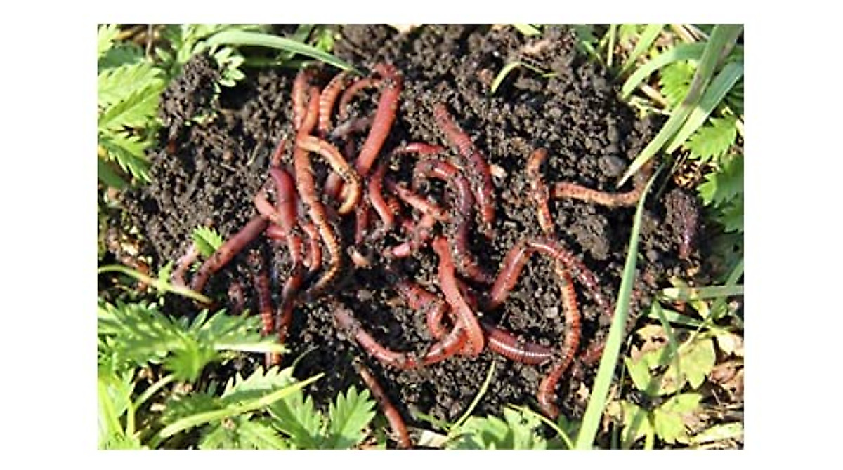 Buy 100+ Live Red Wiggler Worms - Organic & Fast Delivery