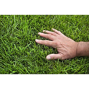 Pennington Tri-Fescue 50 LB Bag of Seed. Will Grow in Both Full Sun and Partial Shade Areas. Each Bag Covers 10,000 Square Feet When Overseeding Your Lawn + Home and Country USA Tri Fescue Tech Sheet