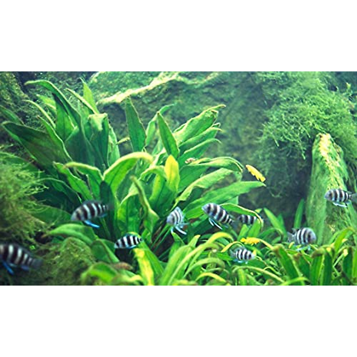 Marcus Fish Tanks - 3X Amazon Sword Echinodorus Bleheri Easy Live Aquarium Plants for Aquatic Freshwater Fish Tank