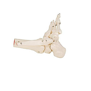 3B Scientific A31 Foot Skeleton w/portions of Tibia-Fibula - 3B Smart Anatomy