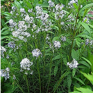 CHUXAY GARDEN 5 Seeds Amsonia Hubrichtii Seed,Narrowleaf Bluestar,Hubricht's Blue Star, Arkansas Bluebell Lovely White Herb Plant Native Wildflower Great for Garden