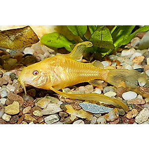 ABF Freshwater Snail Food Mix - Snail,Shrimp,Fish & Crayfish Food (8oz - 1/2 lb.)- ABF1 - Mini SPIRULINA WAFERS & Calcium