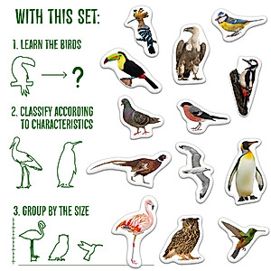 25 Fridge Magnets for Toddlers - Birds Photo Kids Magnets for Fridge - Toddler Magnets for Refrigerator - Magnetic Animals - Fridge Magnets for Kids - Animal Magnets - Toddler Fridge Magnets