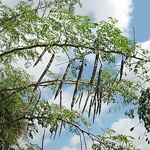 QAUZUY GARDEN 50 Moringa Plant Seeds Premium Horseradish Tree Miracle Tree Seeds - Fast-Growing & Drought Tolerant - Perennial Tropical Exotic Tree Seeds