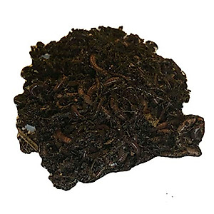 250+ Red Wiggler Earthworms, Organic and Sustainably Raised