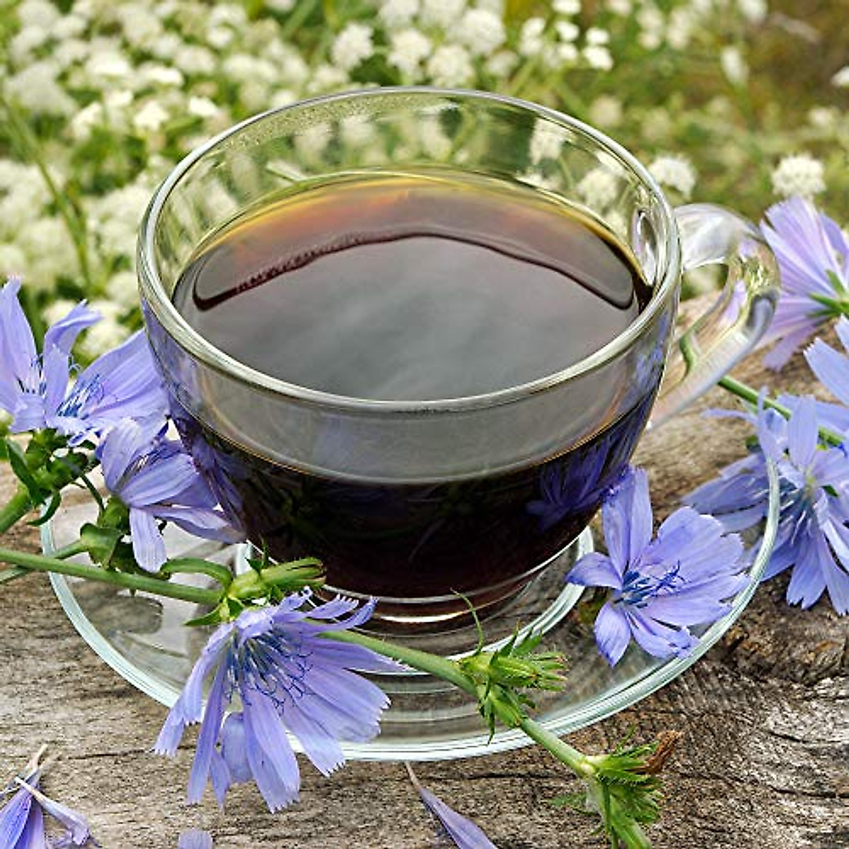 Outsidepride Perennial Chicory Drought Tolerant Wild Flower & Forage Plants - 5000 Seeds