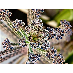 5 Mother of Millions Kalanchoe Plants, Planting Ornaments Perennial Garden Simple to Grow Pots Gifts, 2 Inches in Tall