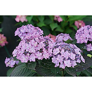 4.5 in. Qt. Let's Dance Can Do™ Reblooming Hydrangea (Serrata) Live Plant, Purple Flowers
