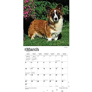 Cardigan Welsh Corgis | 2024 12 x 24 Inch Monthly Square Wall Calendar | BrownTrout | Animals Dog Breeds