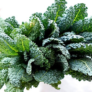 Kale Seeds - Lacinato Kale aka Dinosaur Kale or Black Tuscan Kale (100+ Seeds)