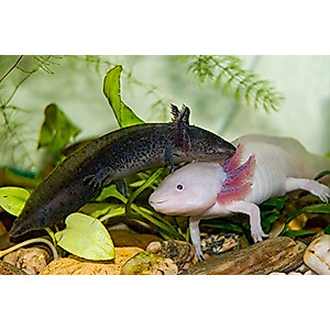 AQUATICBLENDEDFOODS ABF Axolotl Food Mix, Soft BITS & Mini Sticks,Bloodworm,Earthworm,Krill,ABF284 (3oz) - Heat Sealed for Freshness - 24HR Ship