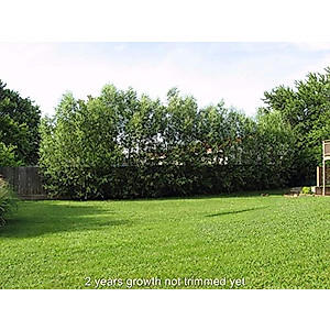 18 Hybrid Willow Trees - Privacy Trees Fast Growing - Great Visual and Sound Barrier - Growing Tutorial Video Link