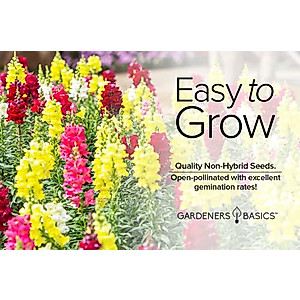 Snapdragon Seeds for Planting (Maximum Mix Snap Dragon) Annual Flower Heirloom, Non-GMO Variety- 400mg Seeds Great for Summer Seeds for Gardening Flowers Gardens by Gardeners Basics