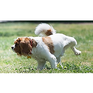 Bladder Supplements for Dogs - Natural Urinary Tract Support - Dog Treats - Premium Advanced Complex - Urinary Tract Health Dogs - 270 Treats (3 Bottle)