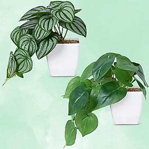 Waipfaru 2Pcs Fake Plants, Realistic Small Fake Plants, Faux Plants Indoor with Plastic Pots, Fake Potted Plants, Artificial Plant for Home Shelf Bathroom Kitchen Room Office Indoor Outdoor Decor
