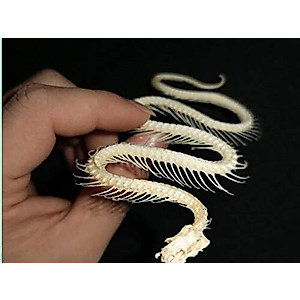 Real Snake Skeleton Animal Specimen in Science Classroom Specimens for Science Education