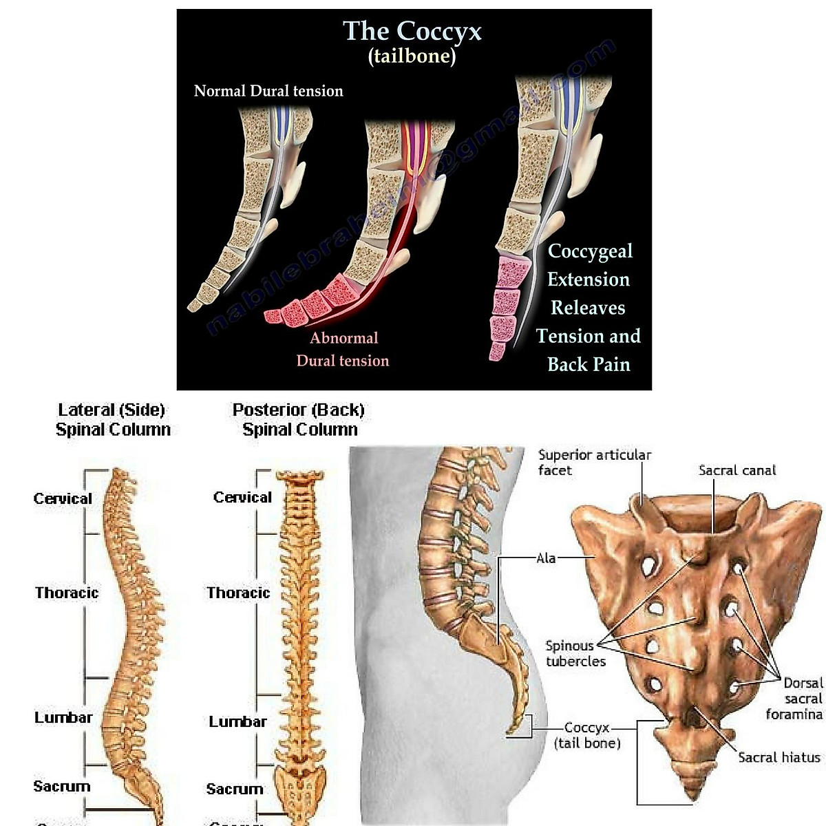 FOMI Extra Thick Firm Coccyx Orthopedic Memory Foam Seat Cushion | Black Large Cushion for Car or Truck Seat, Office Chair, Wheelchair | Back Pain Relief (Black)