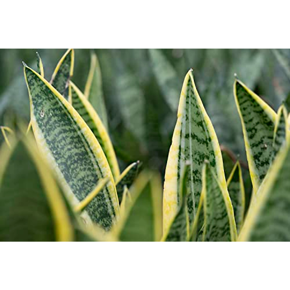 Altman Plants, Live Snake Plant, Sansevieria trifasciata Superba, Fully Rooted Indoor House Plant in Pot, Mother in Law Tongue Sansevieria Plant, Potted Succulent Plant, Houseplant in Potting Soil