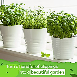 Seed Starter Peat Pellets for Gardening – Plant Seed Starter Pods for Planting Veggies, Flower Seeds, and Herb Garden Cuttings – Peat Moss Garden Starter Soil Pellets by Home Grown (36mm, 100count)