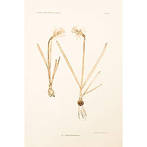 Narcissus Pseudo-Narcissus