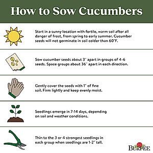 Burpee 'Suyo Long' Cucumber Seeds, 30 Non-GMO seeds, Heirloom