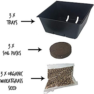 Handy Pantry Organic Cat Grass Kit - Includes 3 Trays, Soil Pucks, and 3 Packs Non GMO Wheatgrass Seed - A Healthy Treat For Cats, Dogs, Rabbits, More