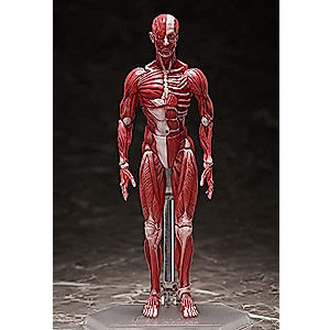 FREEing Human Anatomical Model Figma Action Figure,Multicolor