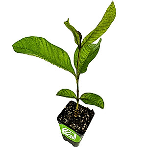 Barbie Pink Guava Tree Live Plant - Psidium guajava